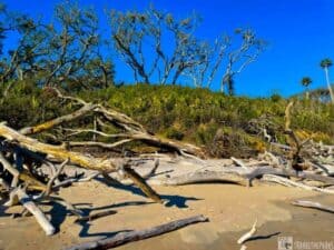 Boneyard Beach Big Talbot Island: A Unique Escape - Travel The Parks