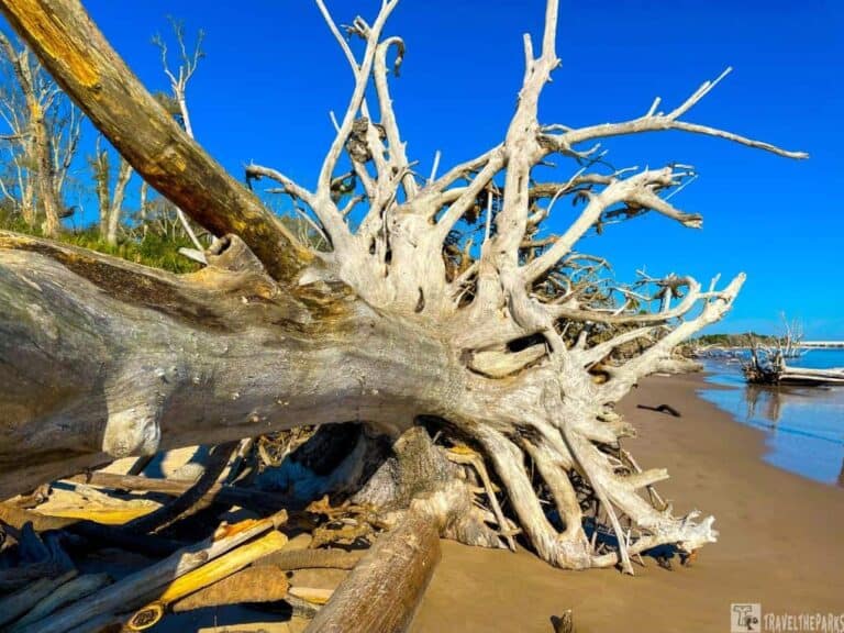 Boneyard Beach Big Talbot Island: A Unique Escape - Travel The Parks